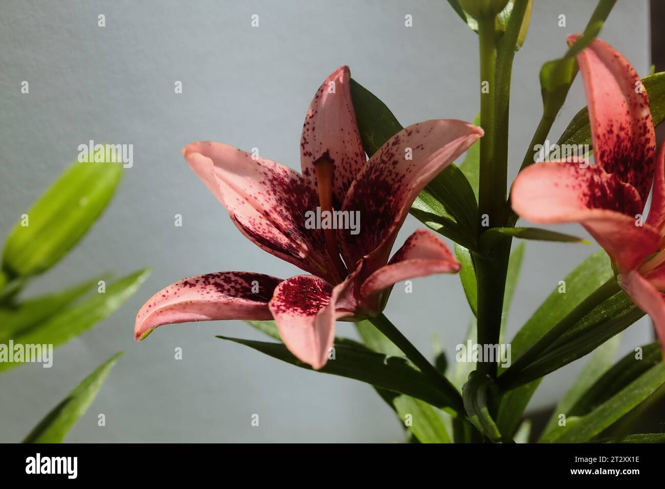 Lilies in bloom seen up close Stock Photo - Alamy