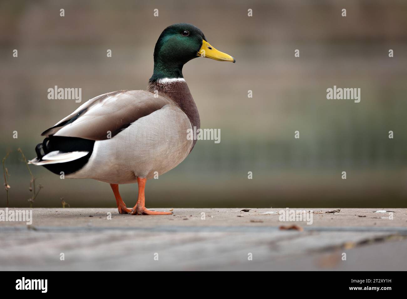 A duck standing on a grey concrete slab next to a body of water Stock ...