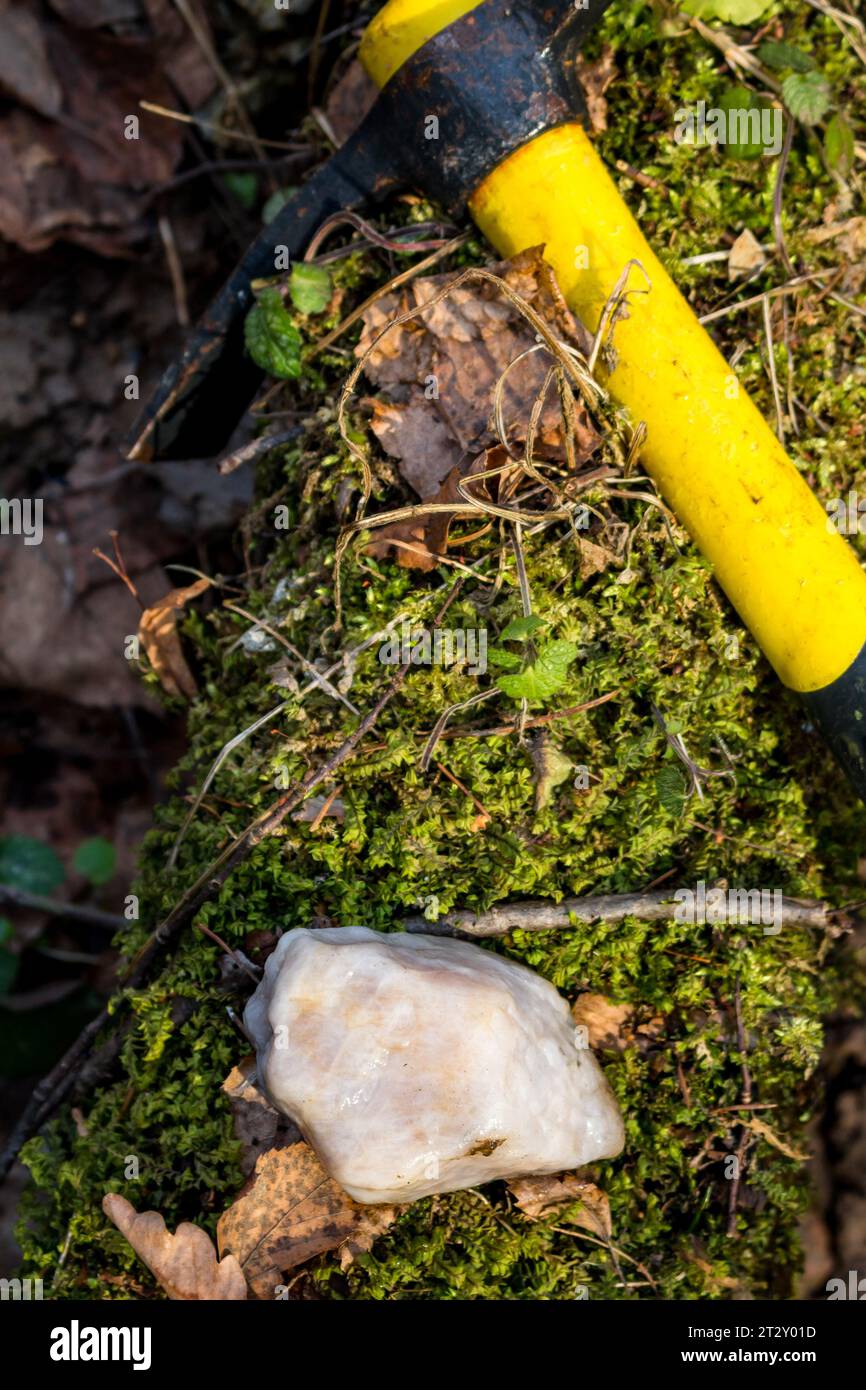 Moss sample hi-res stock photography and images - Alamy