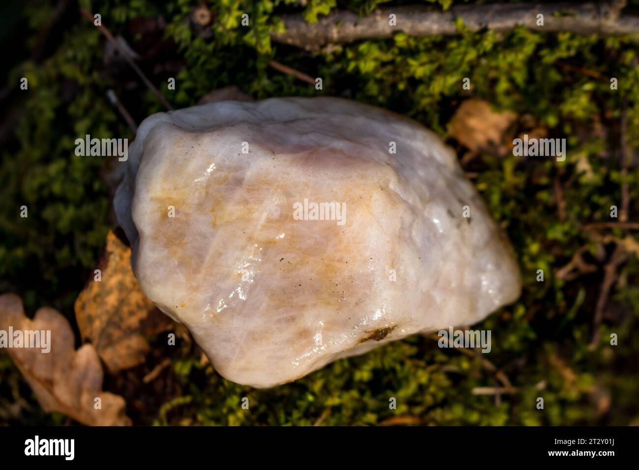 A sample of rounded milky quartz with a pinkish tint lying on green ...