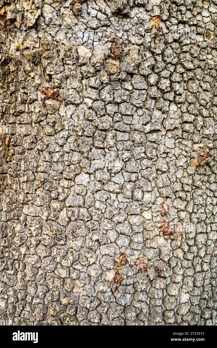 Granular material, solid wood with a structural surface for design ...