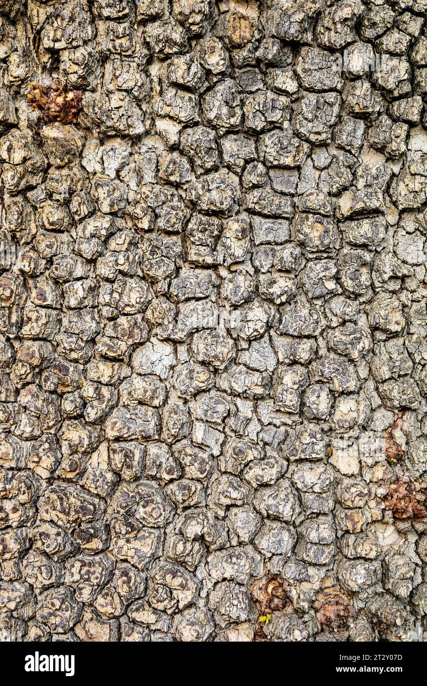 Granular material, solid wood with a structural surface for design ...