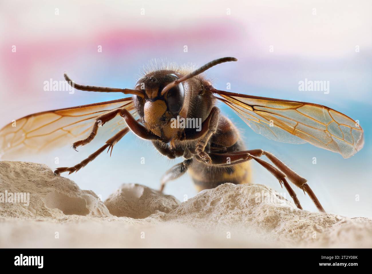 The European hornet (Vespa crabro) is the largest eusocial wasp native ...