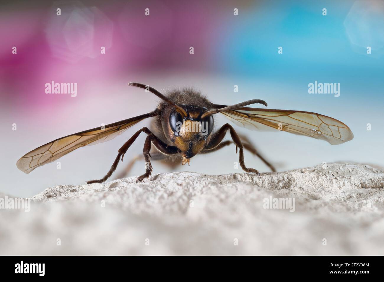 The European hornet (Vespa crabro) is the largest eusocial wasp native ...