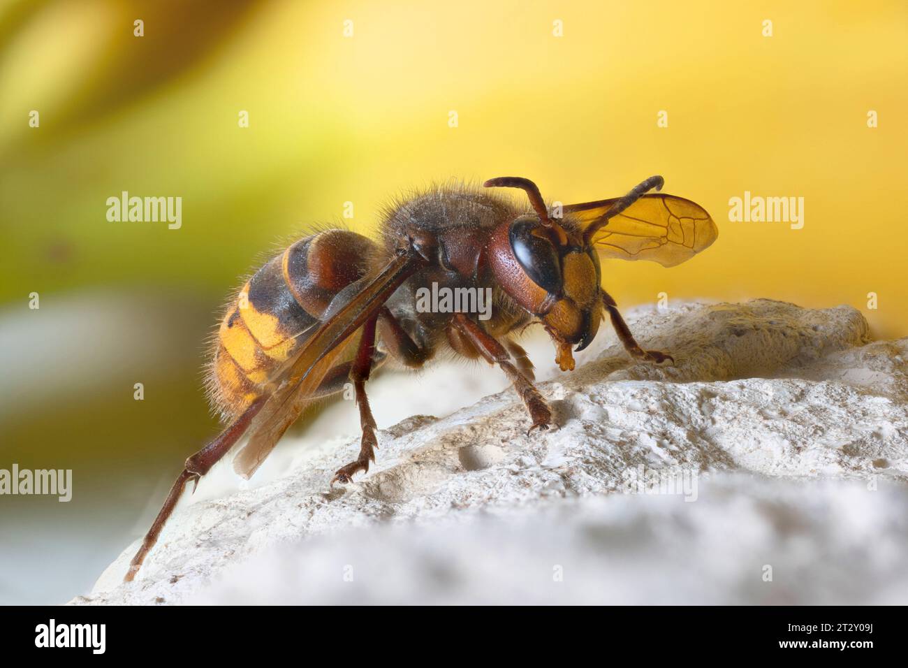 The European hornet (Vespa crabro) is the largest eusocial wasp native ...