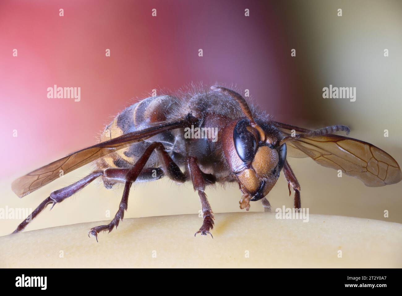 The European hornet (Vespa crabro) is the largest eusocial wasp native ...