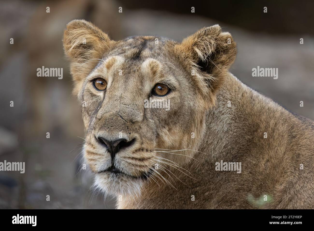 Lion cub head on shot hi-res stock photography and images - Alamy