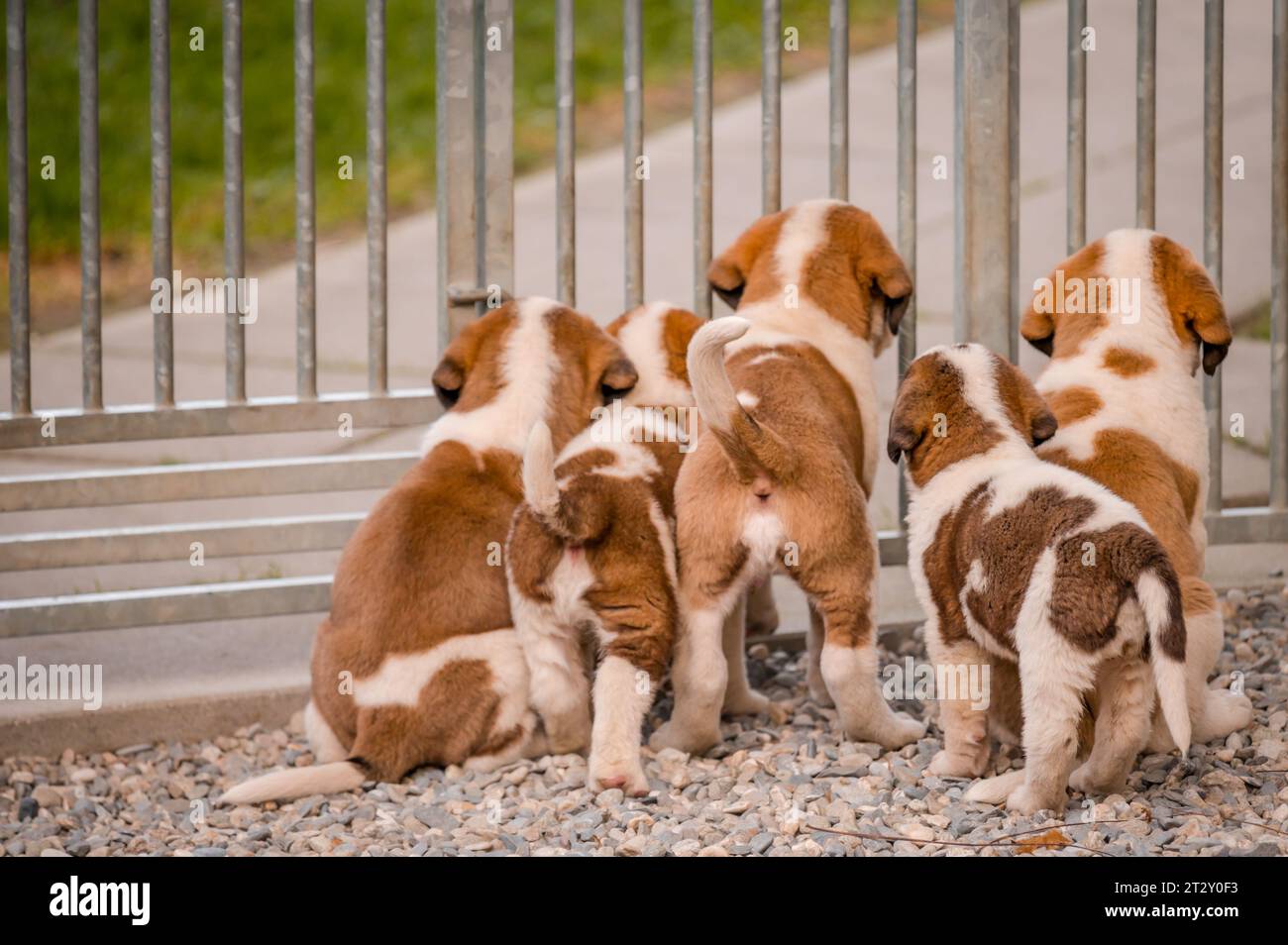 Puppies at home waiting for the owner. Five white and brown Saint Bernard dogs sitting and ...