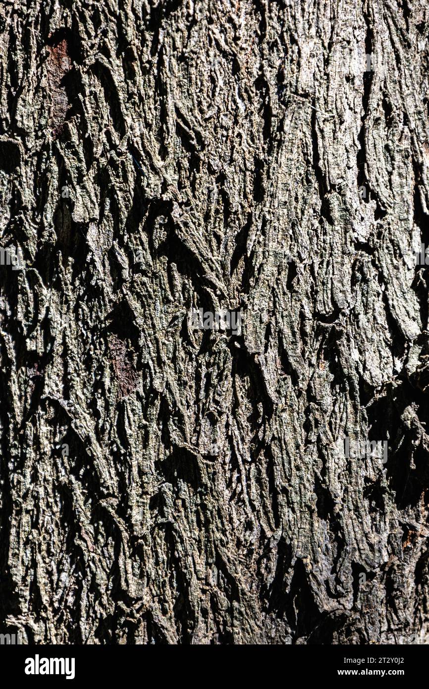 Granular material, solid wood with a structural surface for design ...