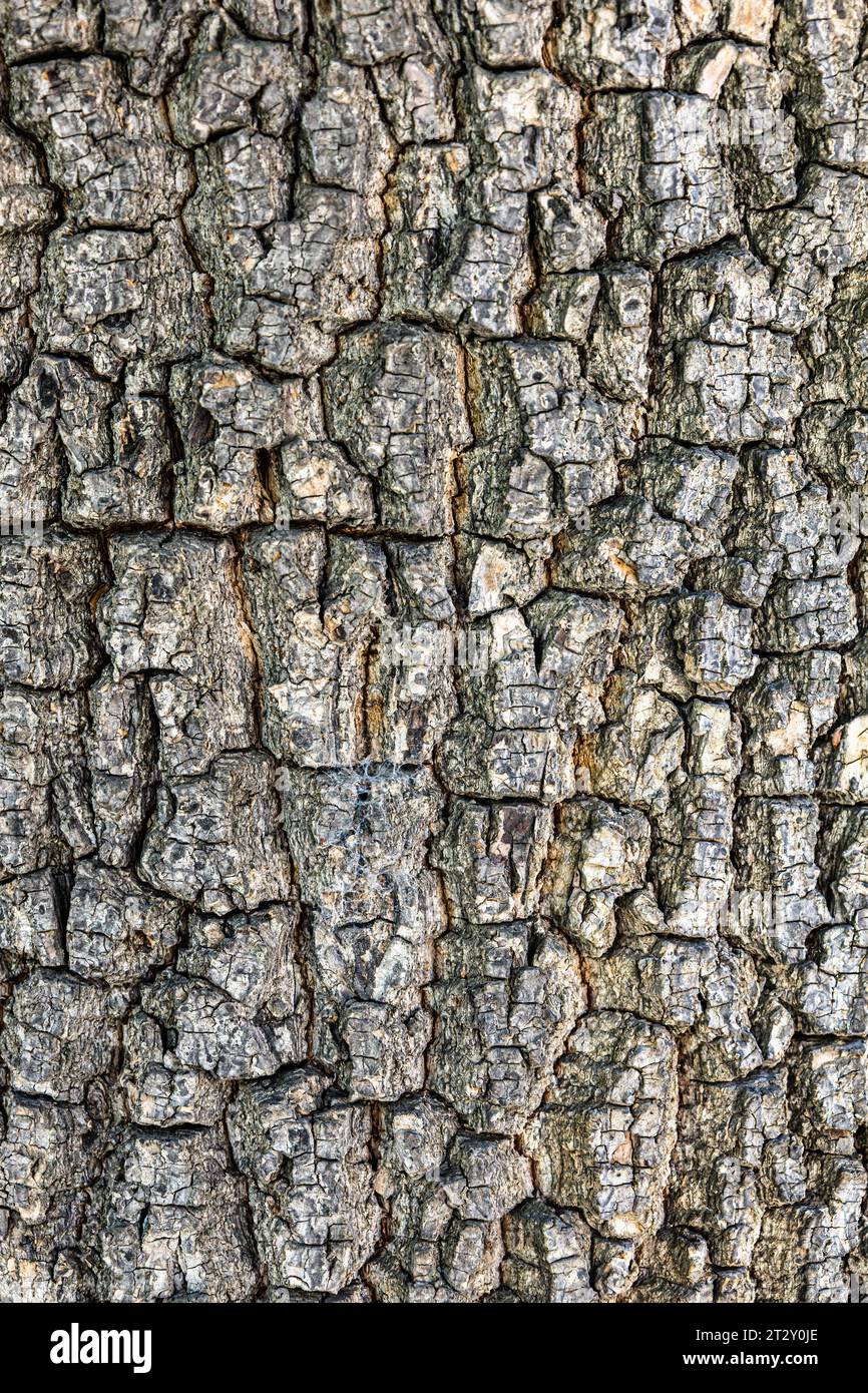 Granular material, solid wood with a structural surface for design ...