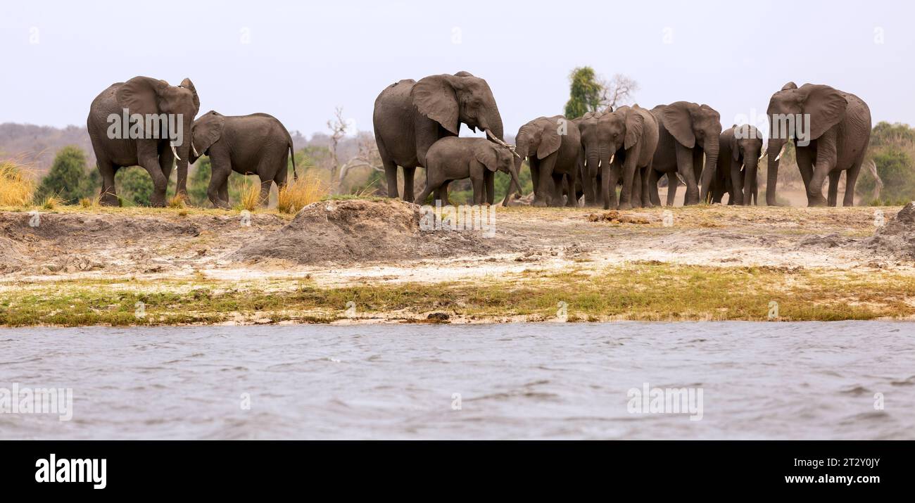 Elephants and a baby in Cuando or Kwando river Chobe National Park ...