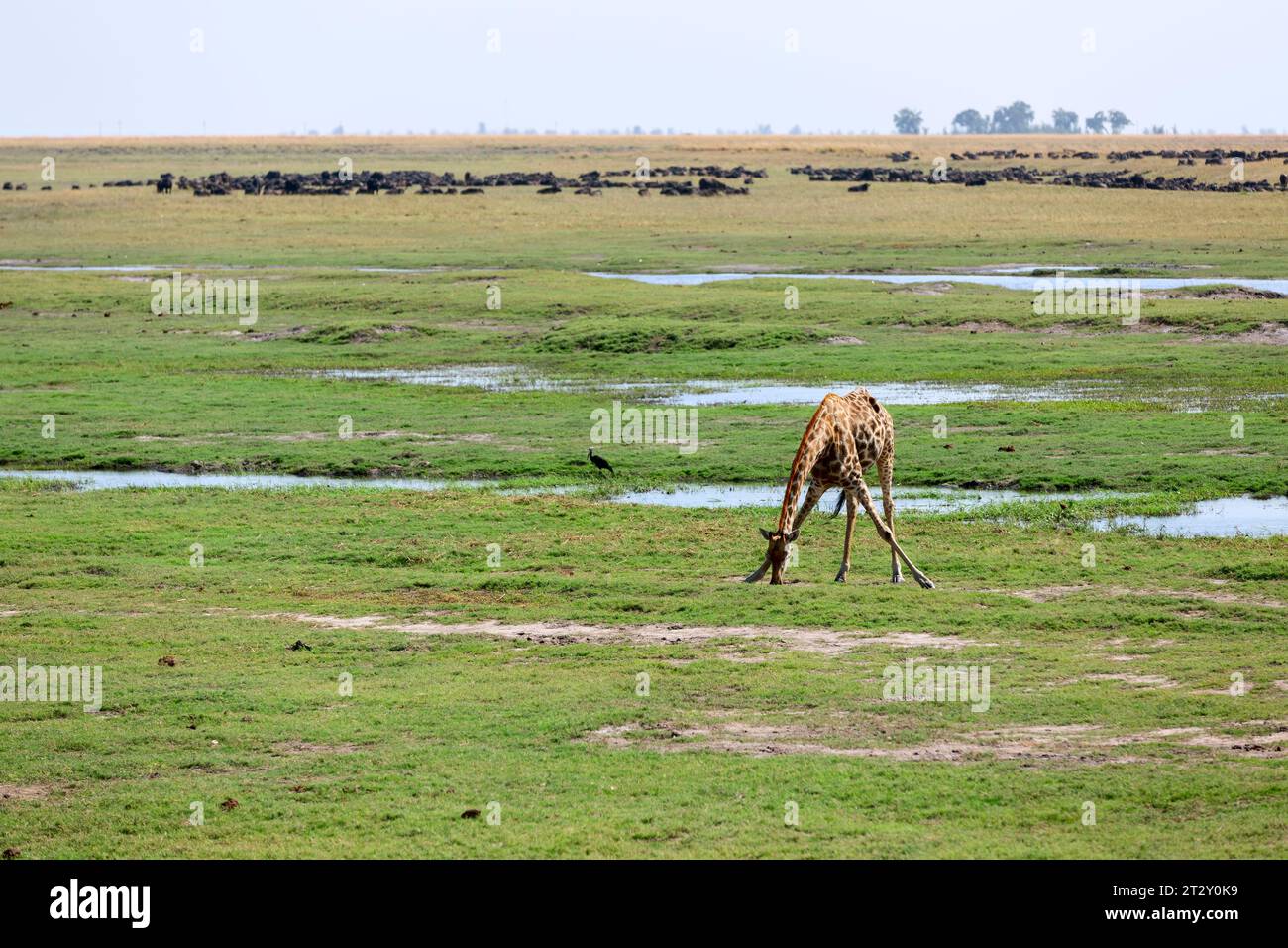Landscape of the Chobe Riverfront in Botswana Stock Photo - Alamy