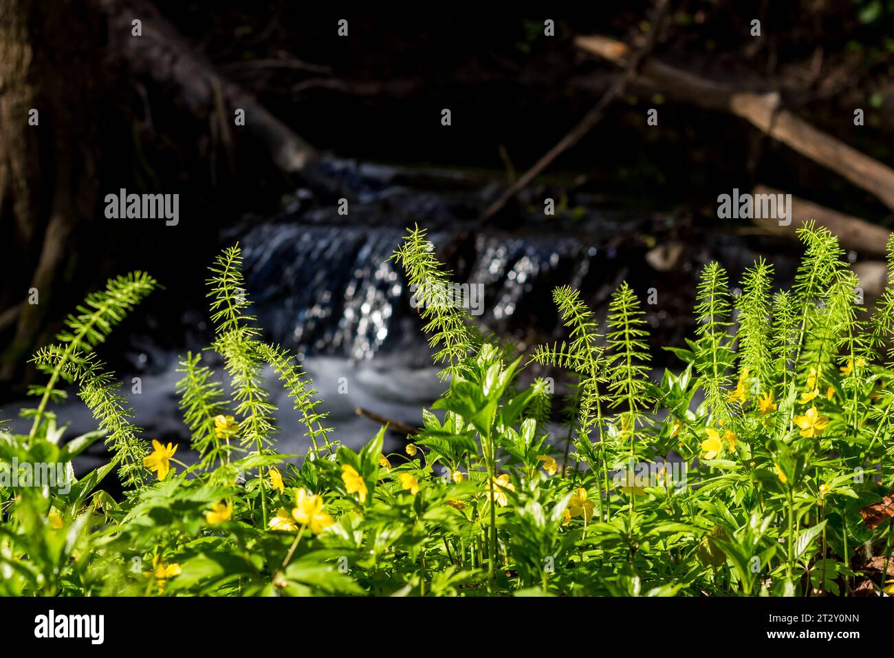 Bright green spring plants against the backdrop of water running in a ...