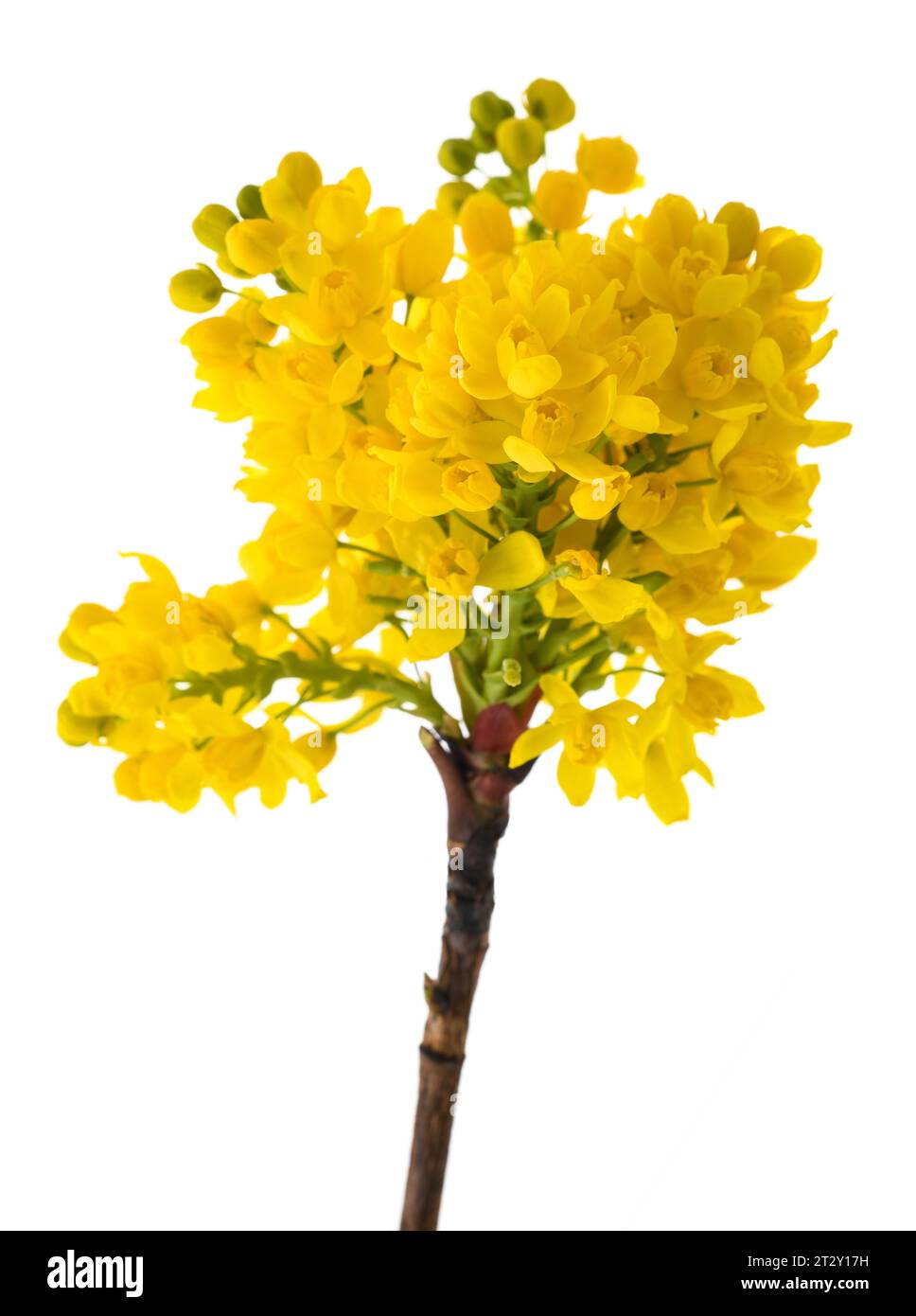 Oregon grape flowers isolated on white background Stock Photo - Alamy