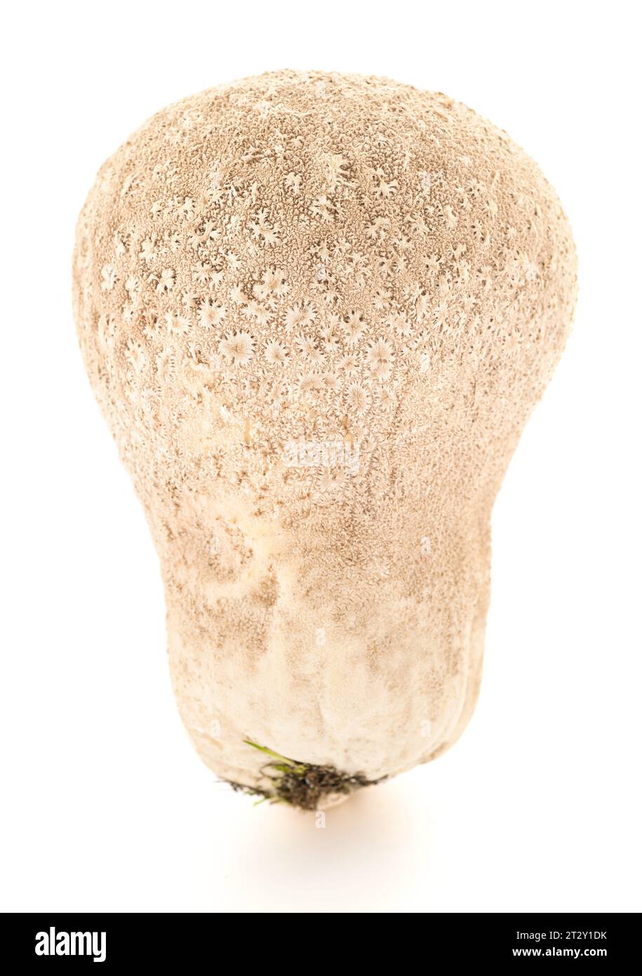 Meadow Puffball mushroom isolated on white background Stock Photo - Alamy
