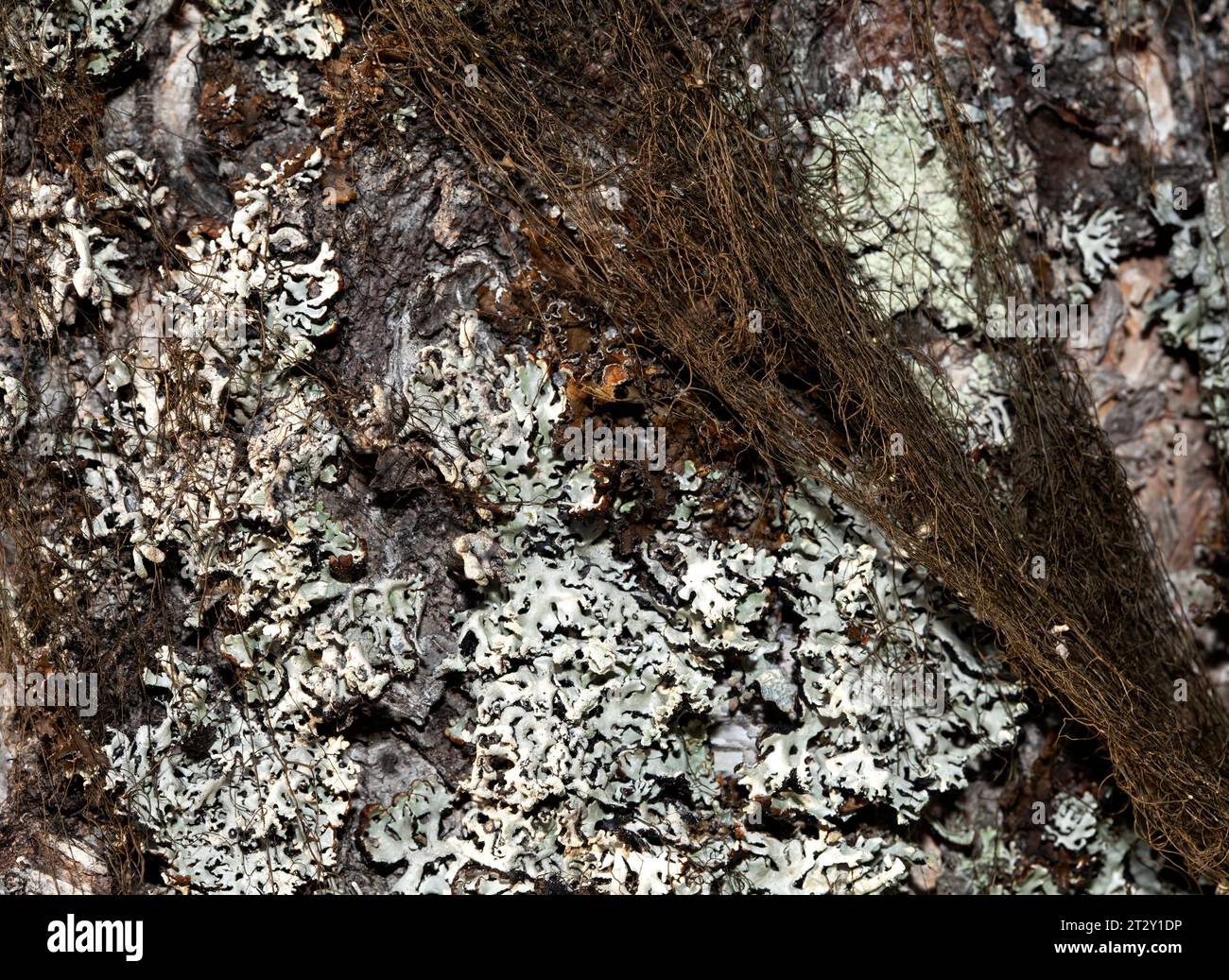Closeup, macro of an old birch tree, hanging black lichen, and Monk's ...