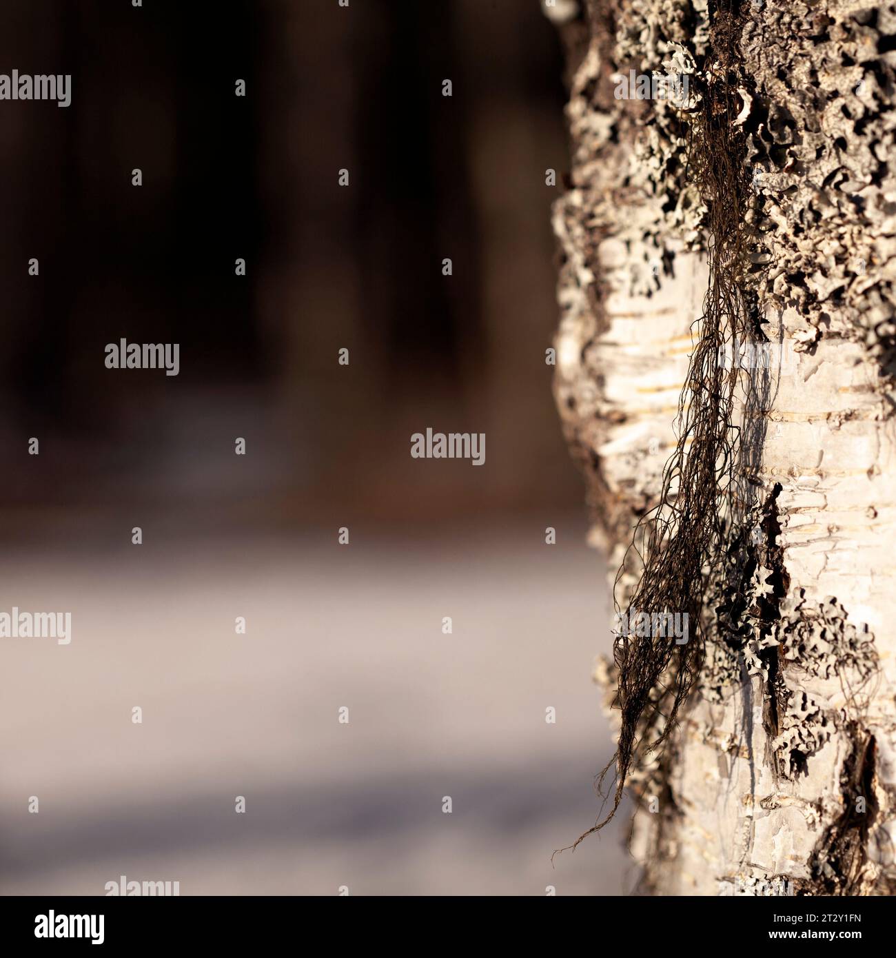 Closeup, macro of an old birch tree, hanging black lichen, and Monk's ...