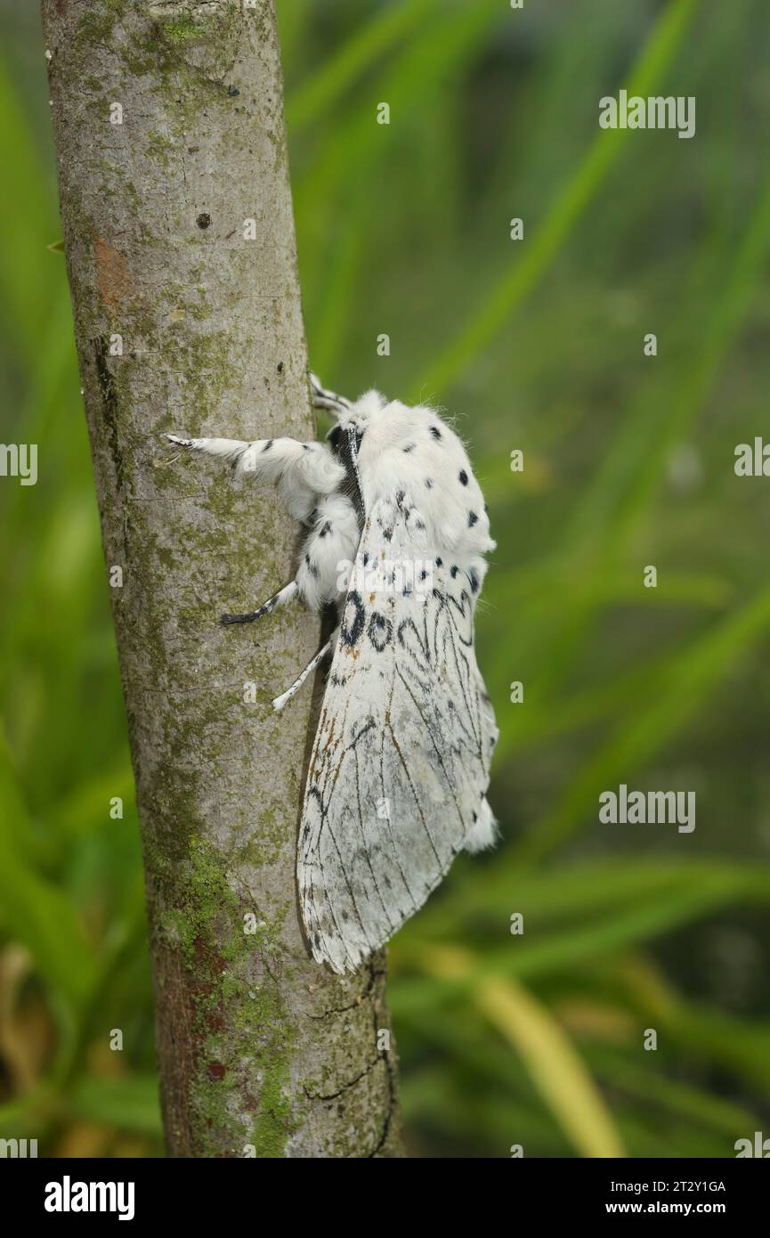 Natural Closeup on the white Lesser Puss Moth , Cerura erminea in the ...
