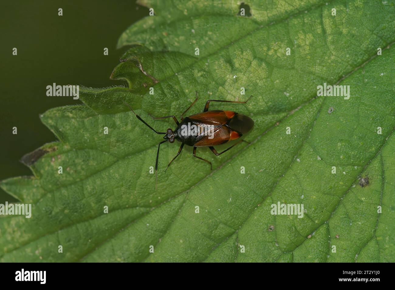 Natural closeup on the red spotted mirid bug, Deraeocoris ruber sitting ...