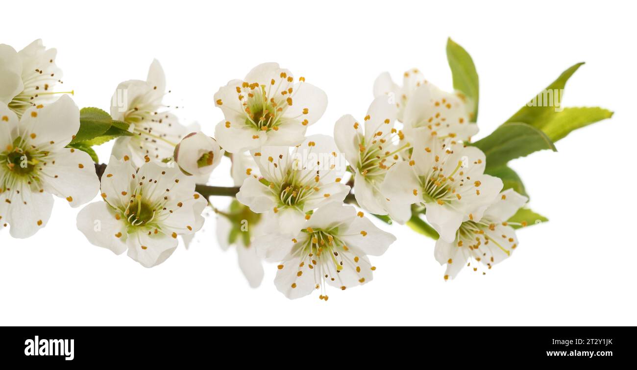 Plums branch leaves flowers hi-res stock photography and images - Alamy
