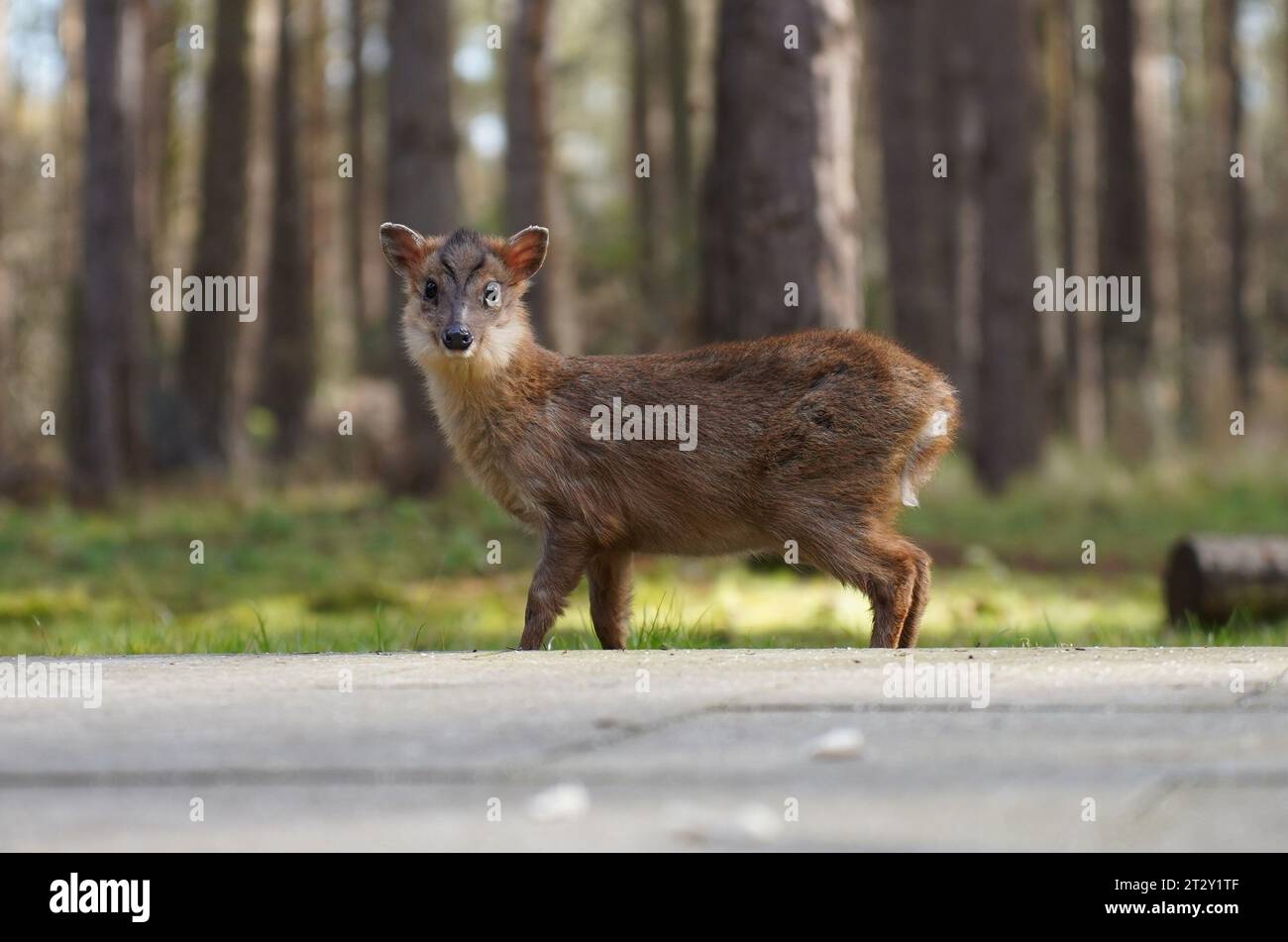 Jack doe hi-res stock photography and images - Alamy