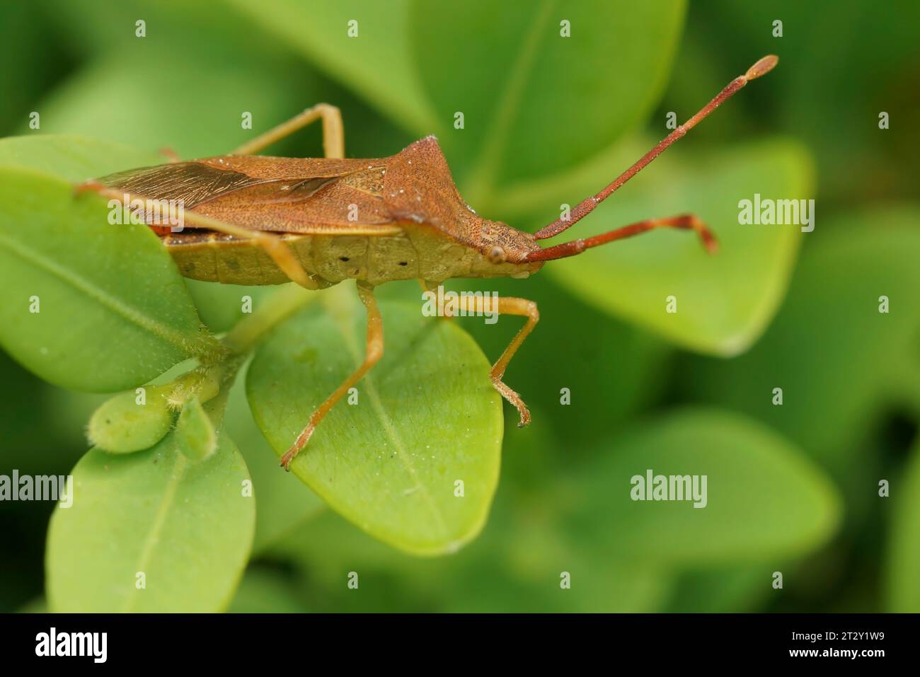 Natural closeup on an adult Box bug, Gonocerus acuteangulatus posing on ...