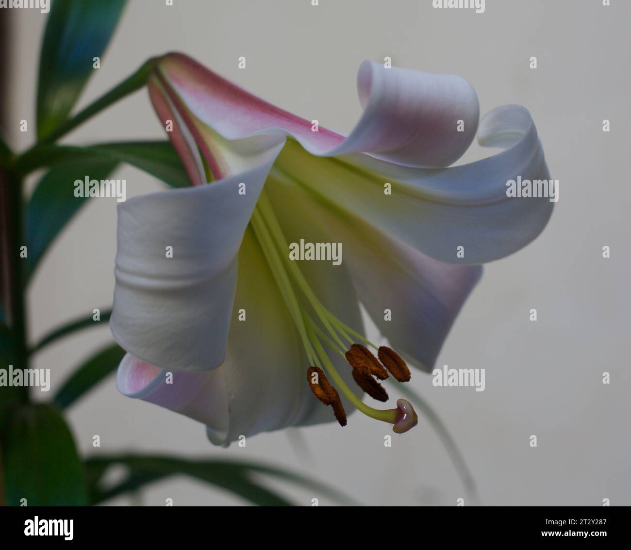 Lilies in bloom seen up close Stock Photo - Alamy