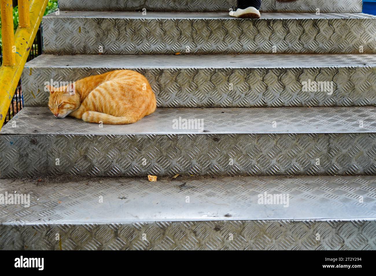 a slumbering orange stray cat resting on an iron staircase, radiating a ...