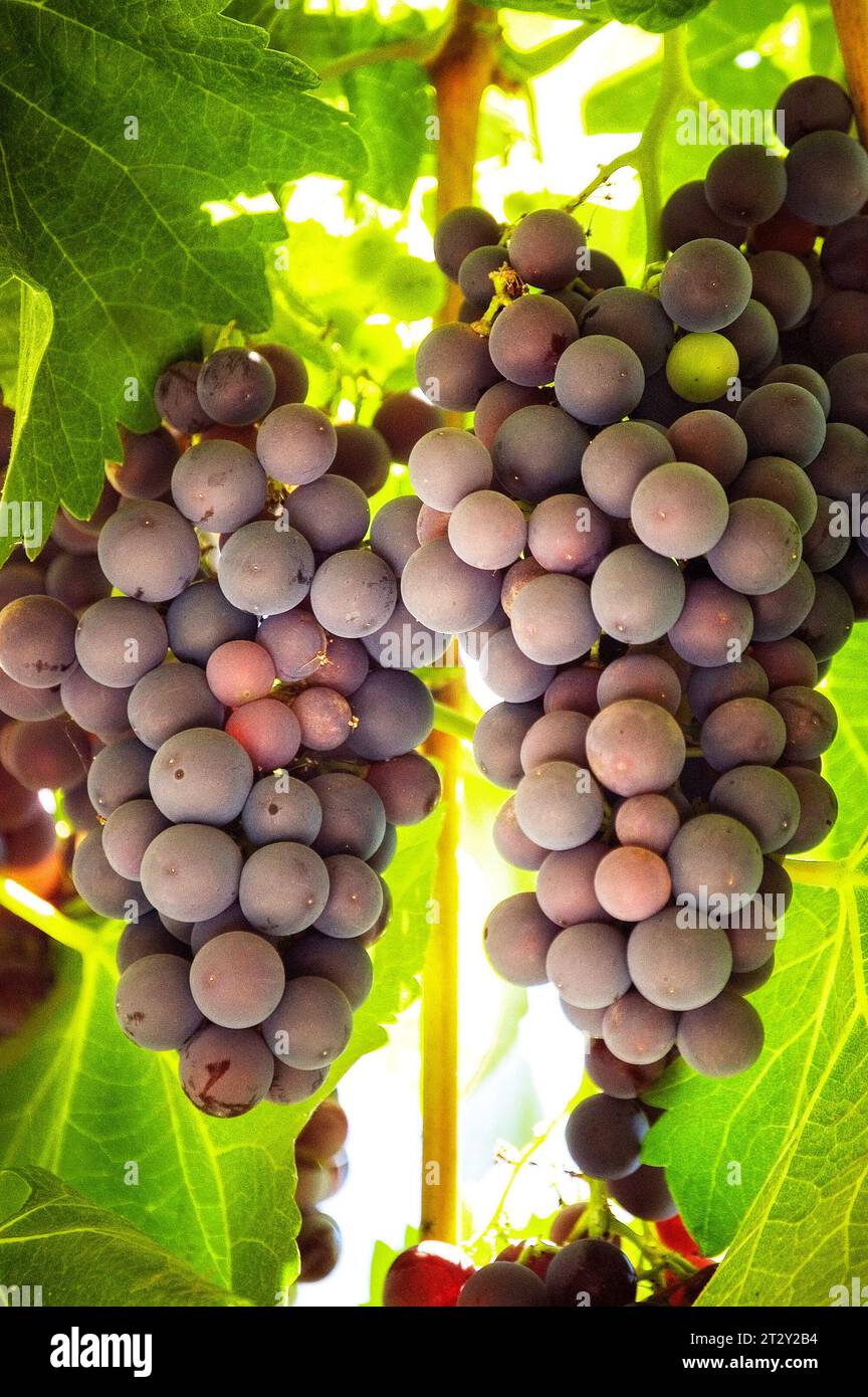 Grapes growing on branches hi-res stock photography and images - Alamy