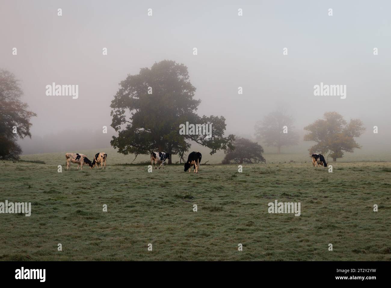 Cows in the rain in Scotland on a winters day Stock Photo - Alamy