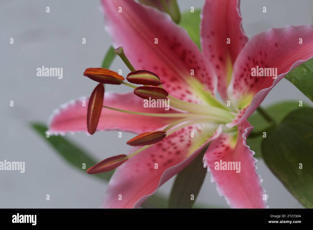 Lilies in bloom seen up close Stock Photo - Alamy