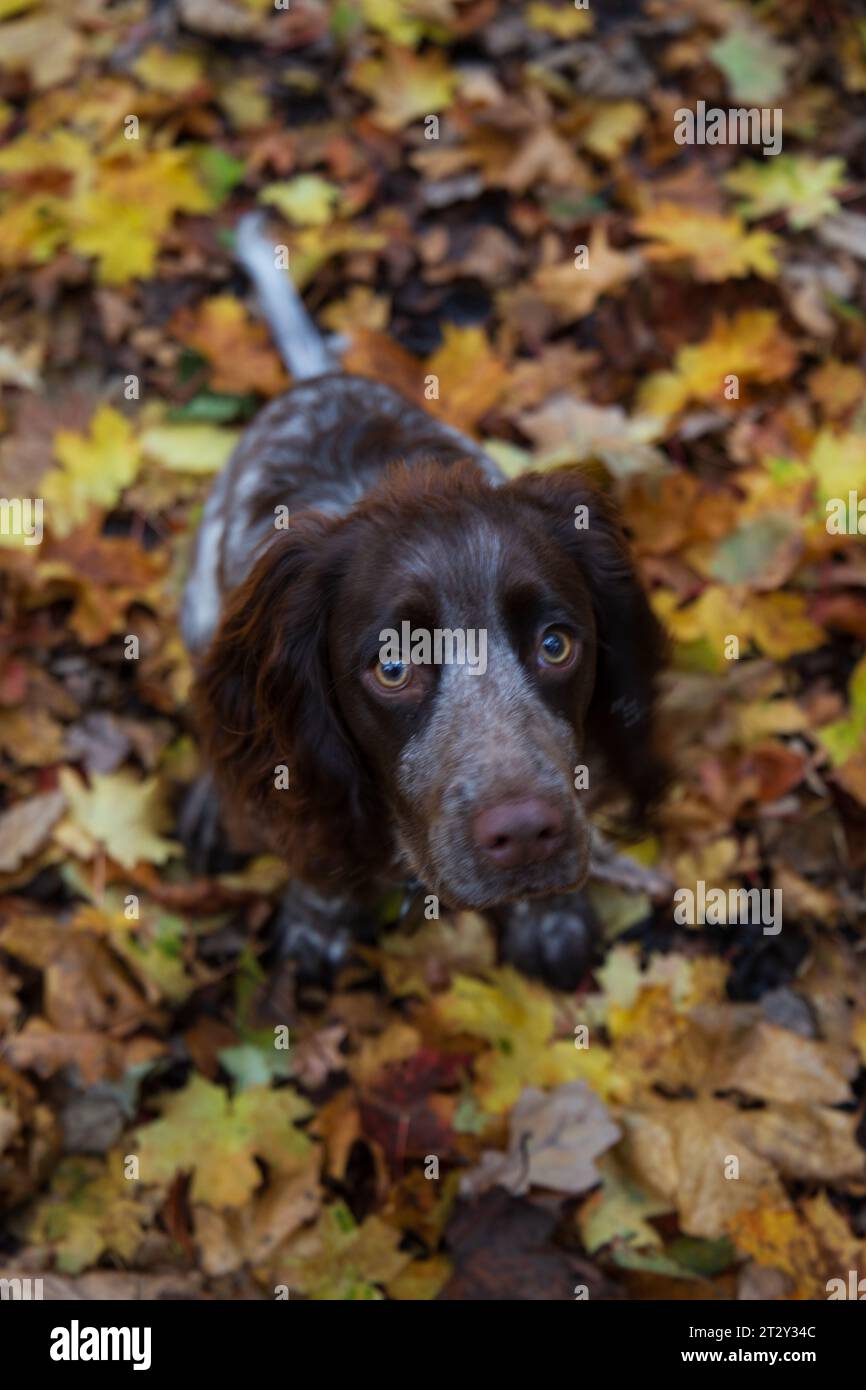 A cute Cocker spaniel puppy in the forest Stock Photo - Alamy