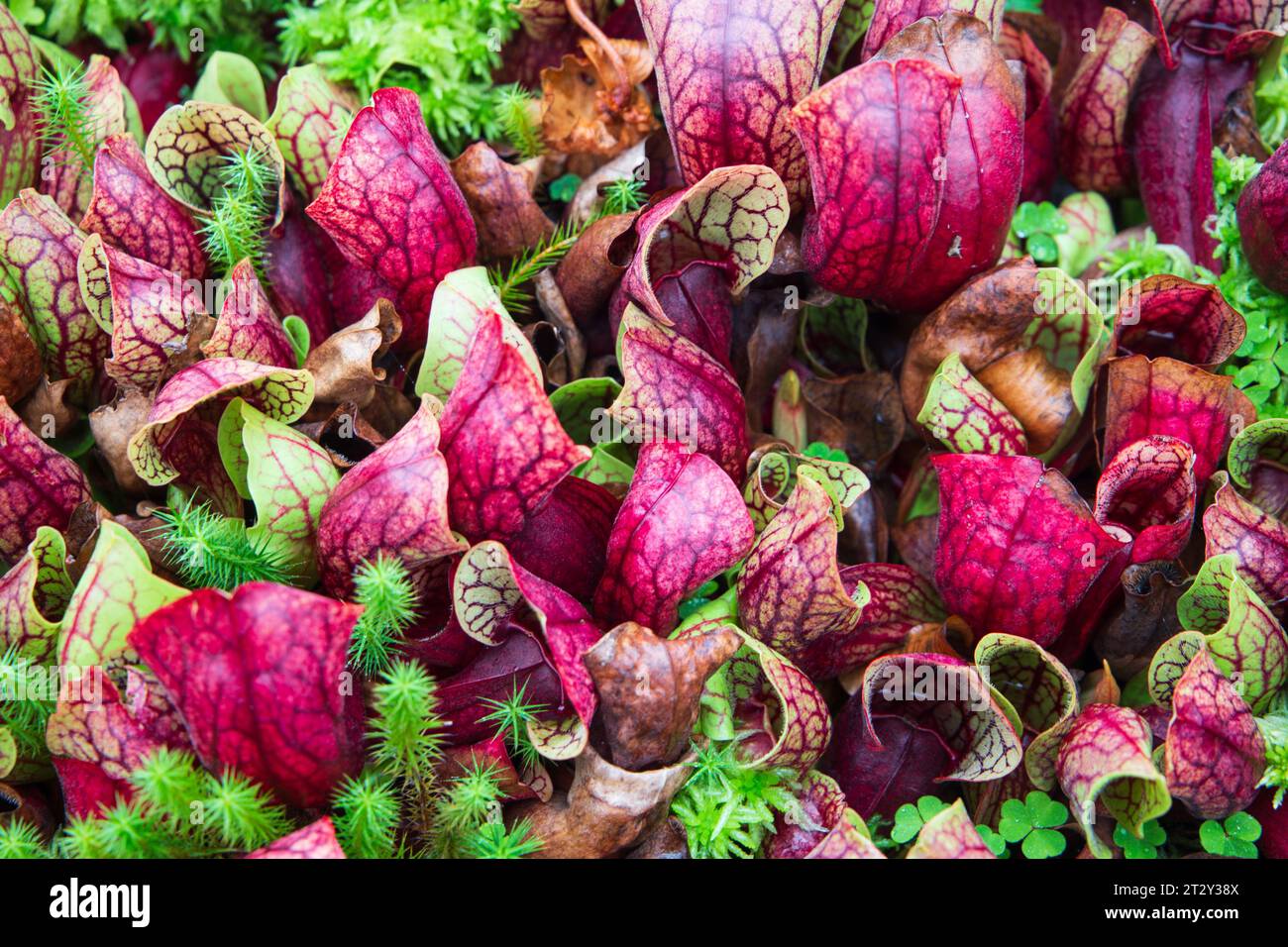 A close up of carnivorous plant in a botanical garden greenhouse Stock ...