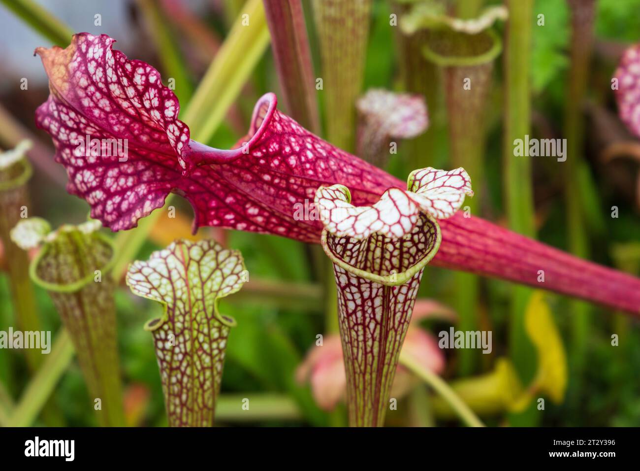A close up of carnivorous plant in a botanical garden greenhouse Stock ...
