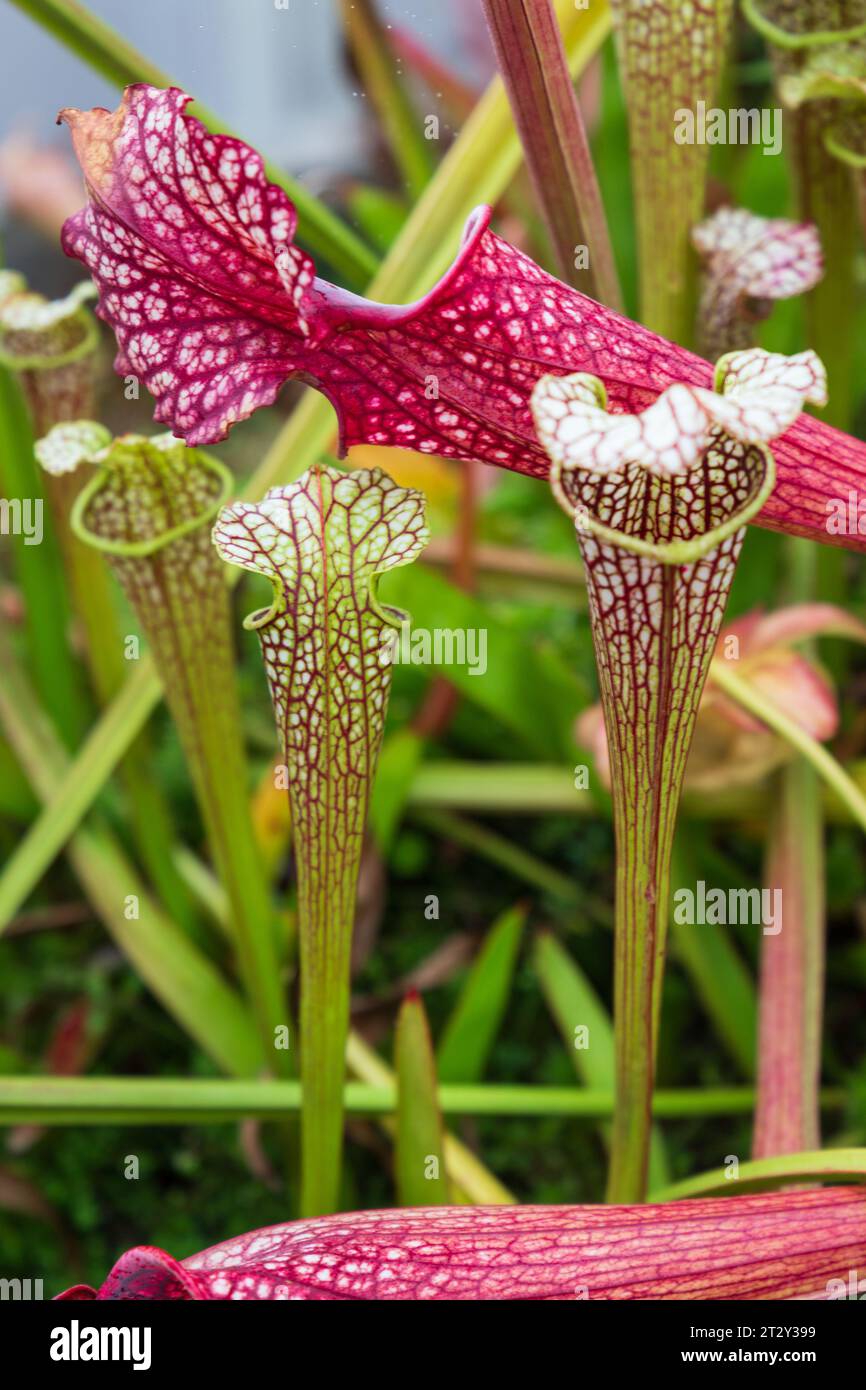 A close up of carnivorous plant in a botanical garden greenhouse Stock ...