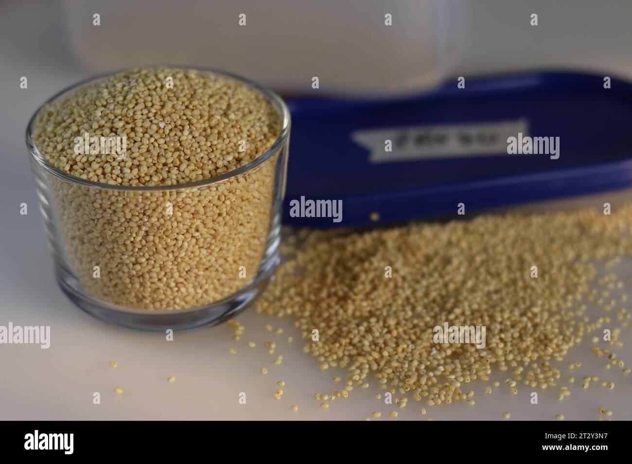 Proso millet, tiny round seeds with a golden hue kept in a container ...