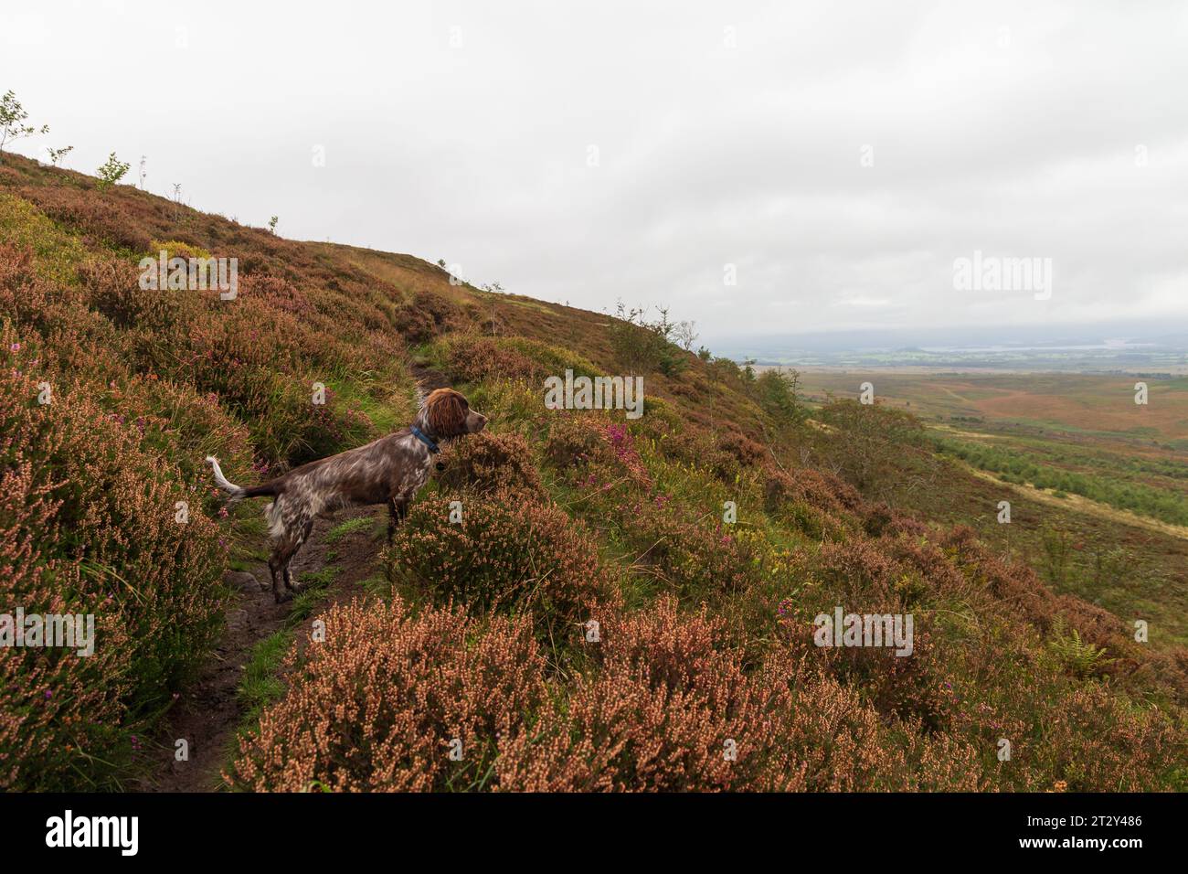 A cocker spaniel puppy climbing a Scottish mountain in the mist Stock ...