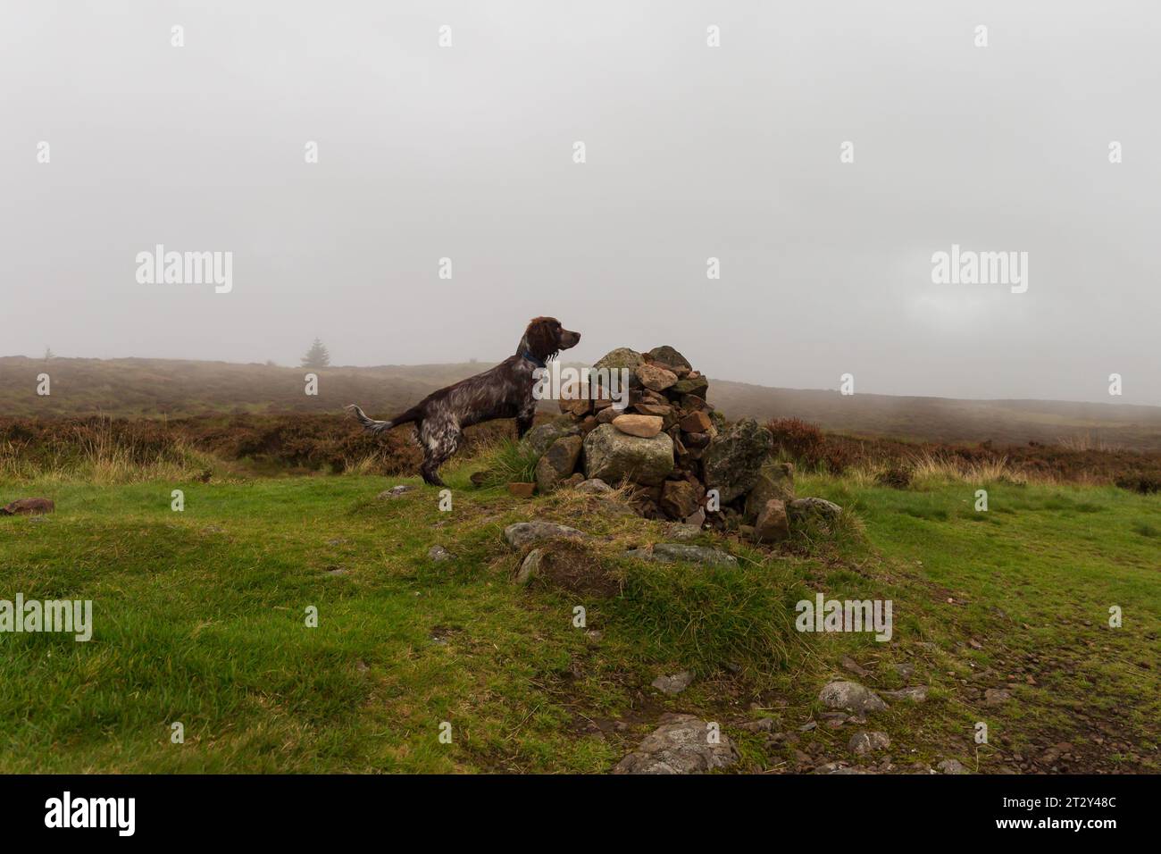 A cocker spaniel puppy climbing a Scottish mountain in the mist Stock ...