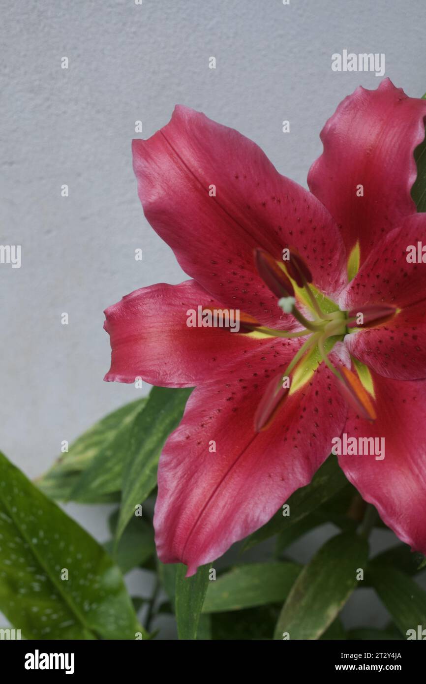 Lilies in bloom seen up close Stock Photo - Alamy