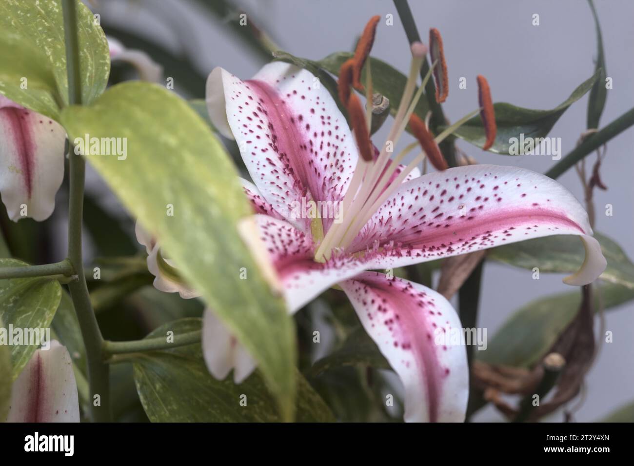 Lilies in bloom seen up close Stock Photo - Alamy