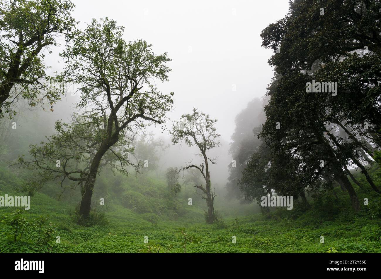 Prespective view of forest of Hatu Peak in India Stock Photo - Alamy