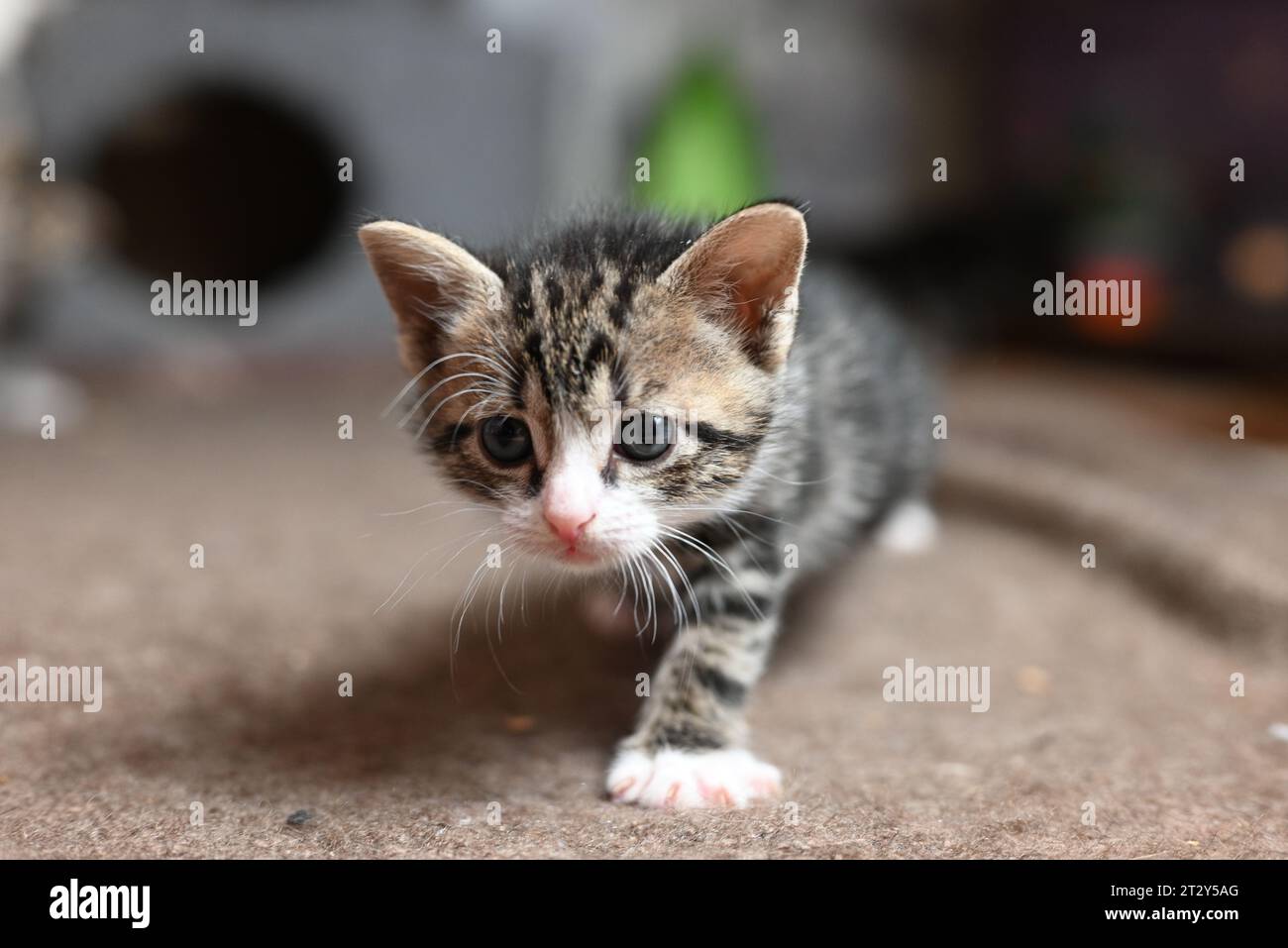 cute gray domestic Ocicat cat at home Stock Photo - Alamy
