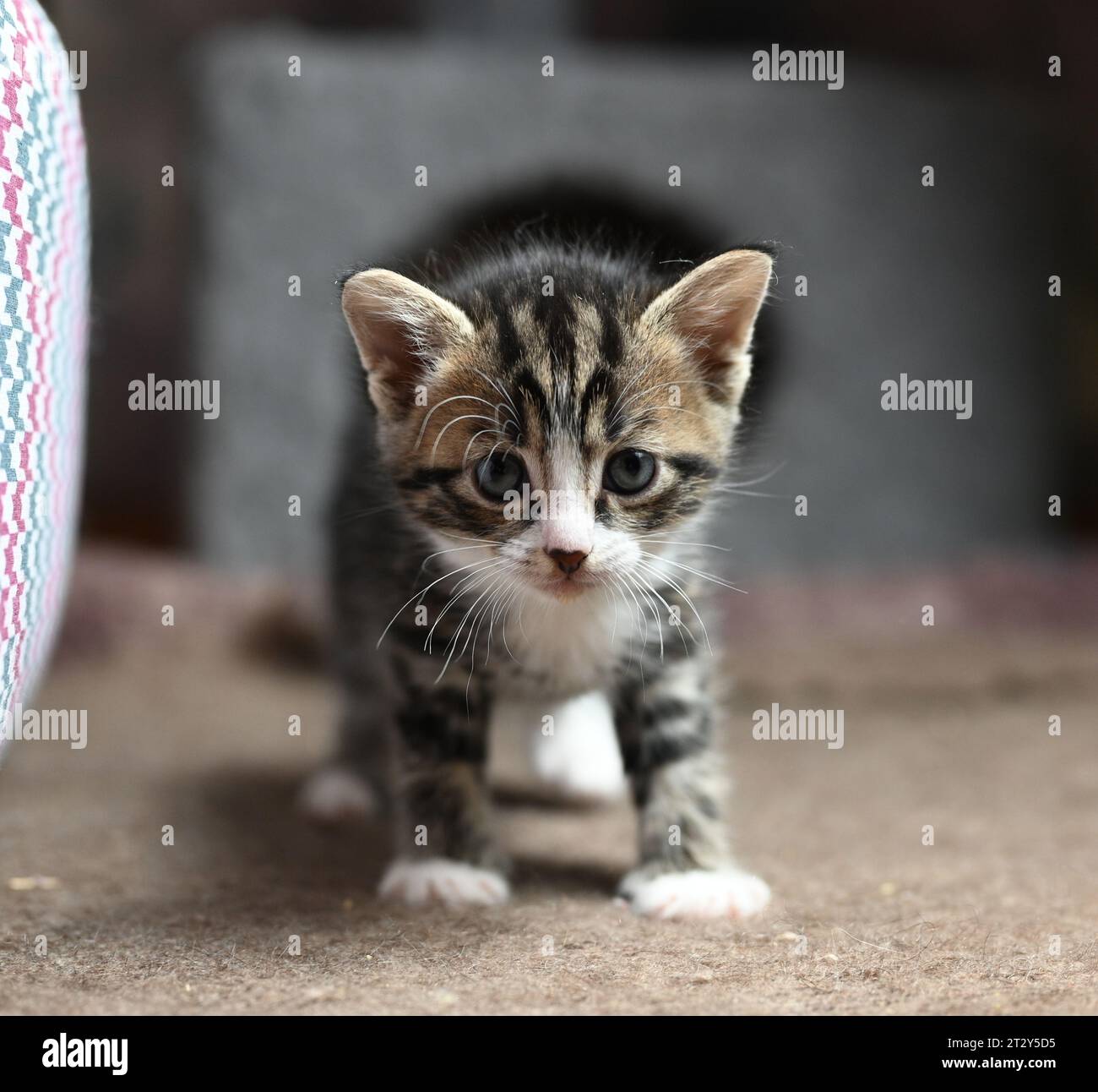 Ossie cat hi-res stock photography and images - Alamy