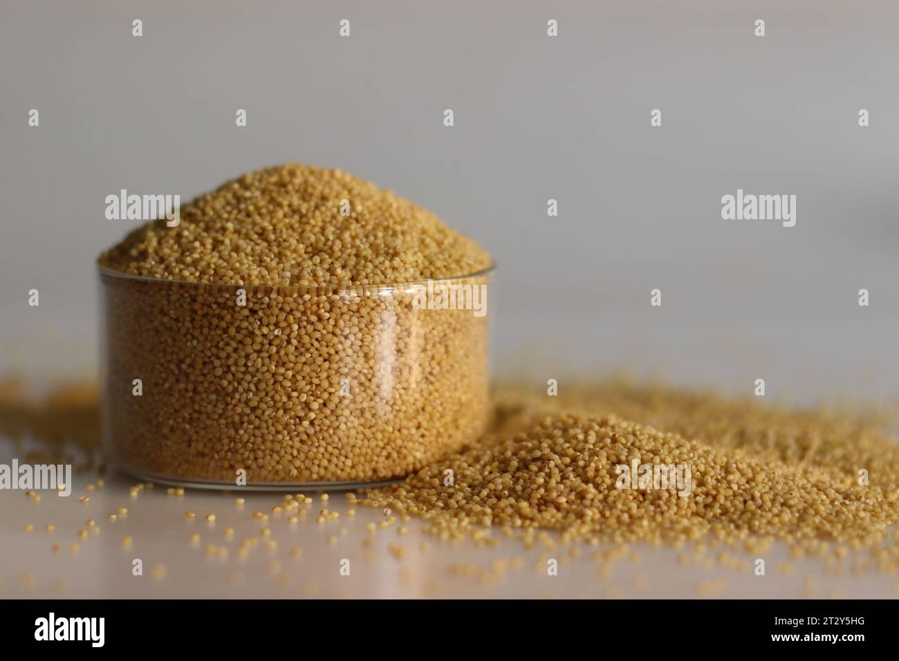 Foxtail millet tree hi-res stock photography and images - Alamy