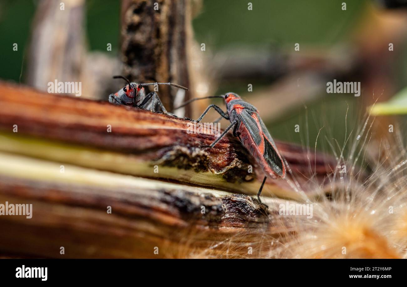 a close-up macro image of two milkweed bugs meeting on a tree branch ...