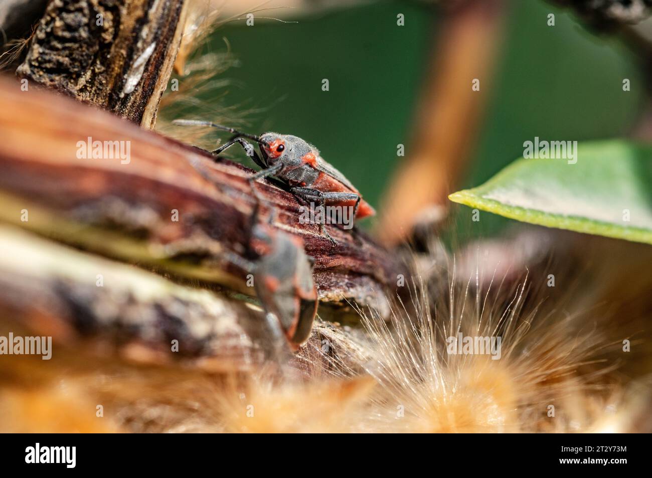 a close-up macro image of a pair of large milkweed bugs on a tree ...