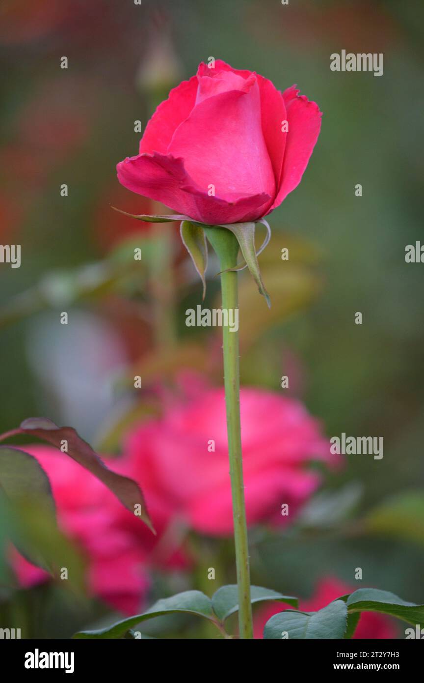 Mesmerizing rose gardens hi-res stock photography and images - Alamy