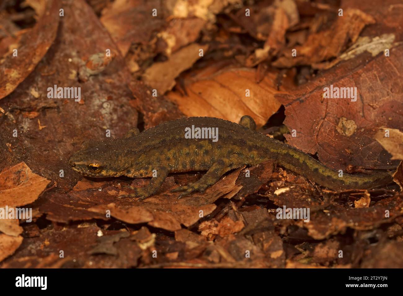 Detailed closeup on an adult European Carpathian newt, Lissotriton ...