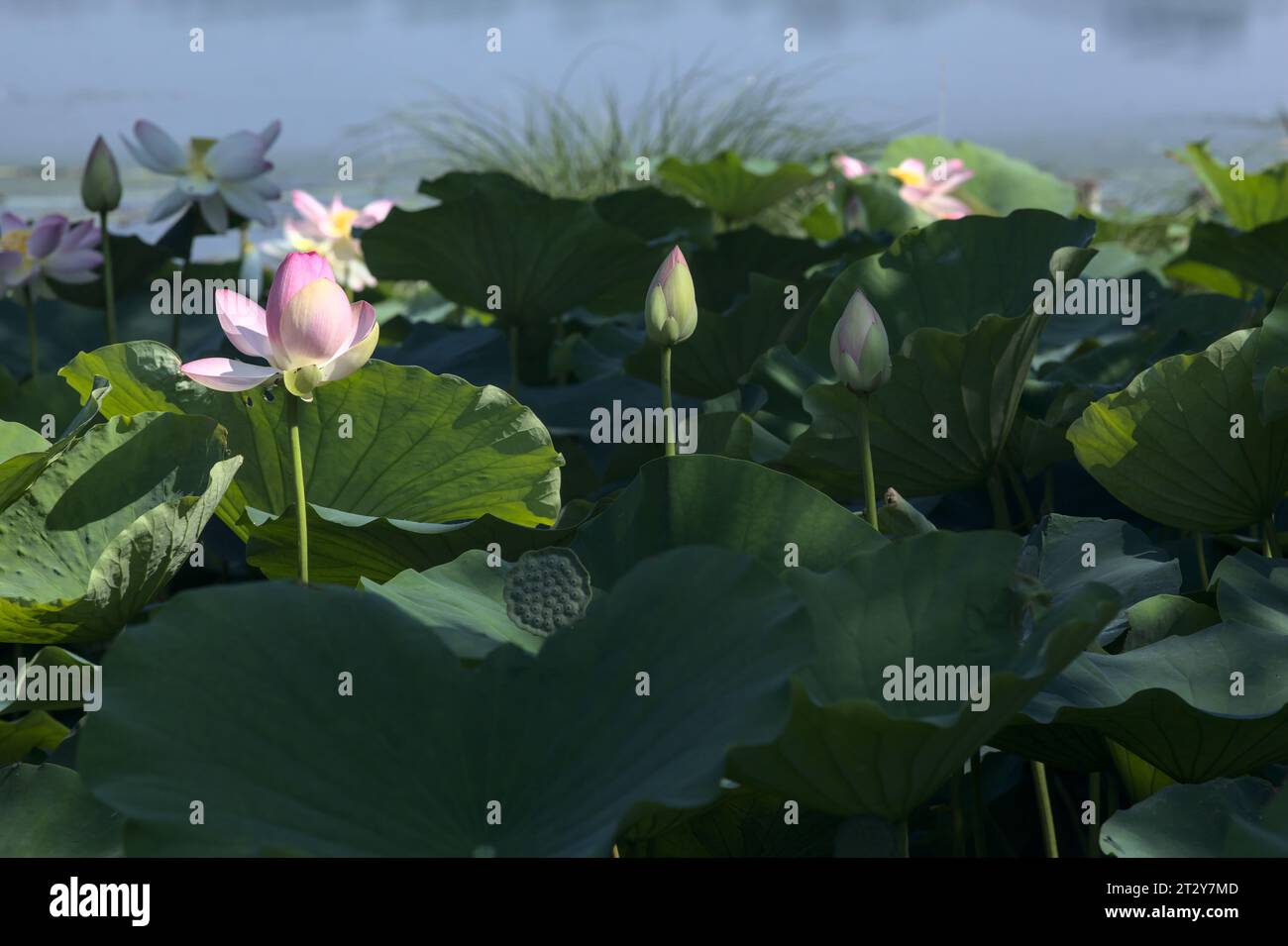 Lotuses in bloom by the lakeshore seen up close Stock Photo - Alamy