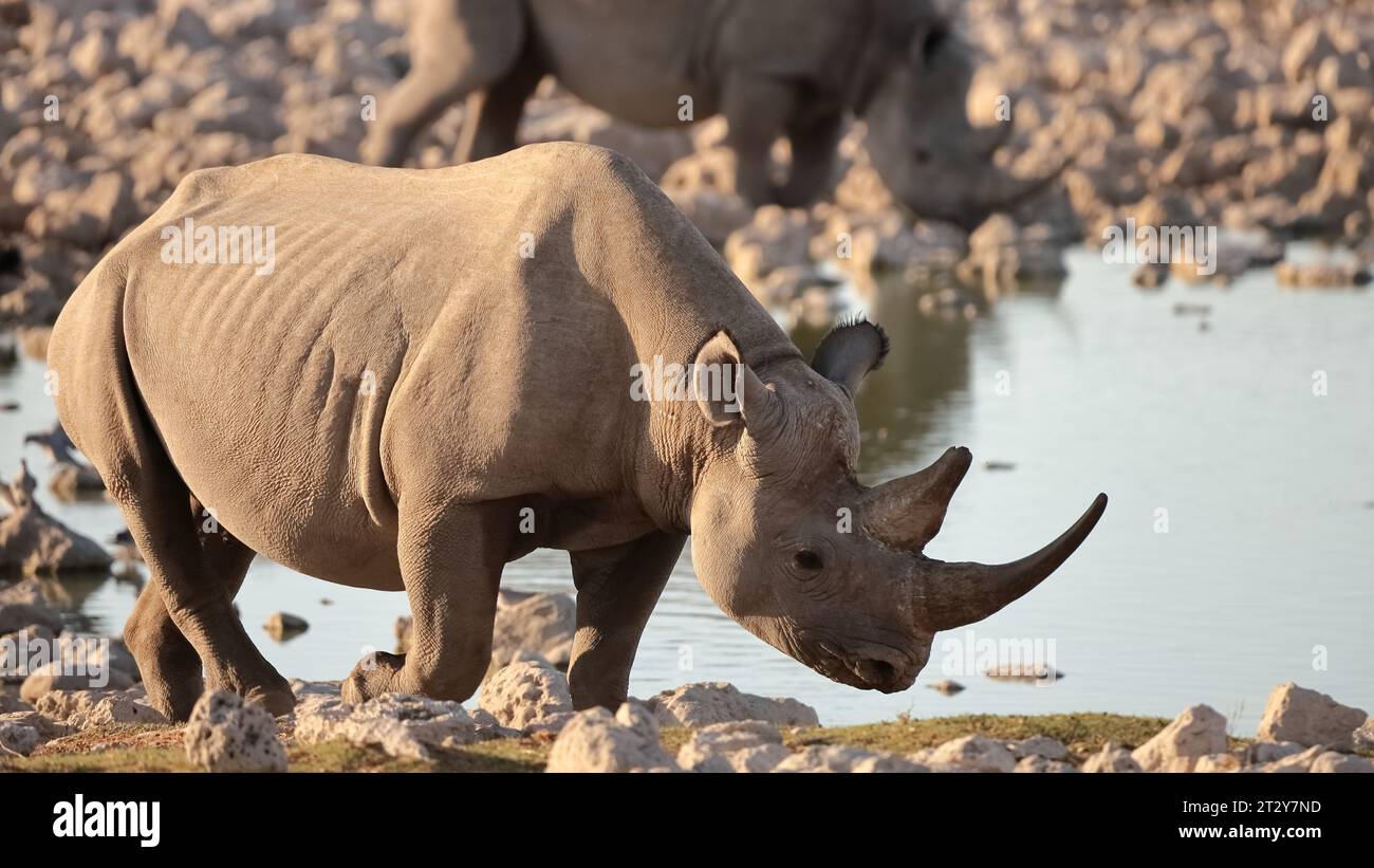 Rhino in Namibia Stock Photo - Alamy